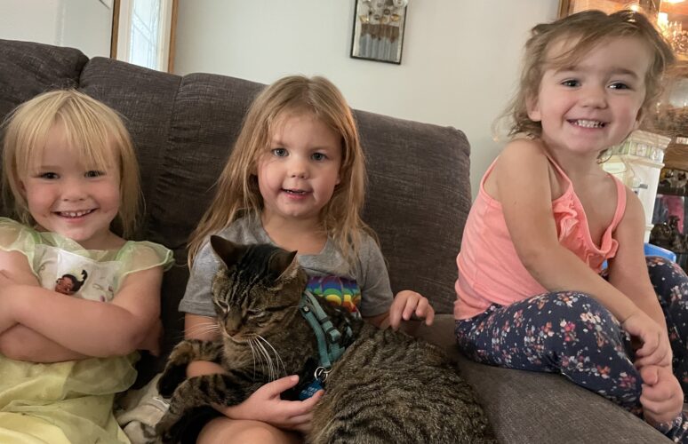 River’s wild ride: Local cat reunited with family | News, Sports, Jobs ...